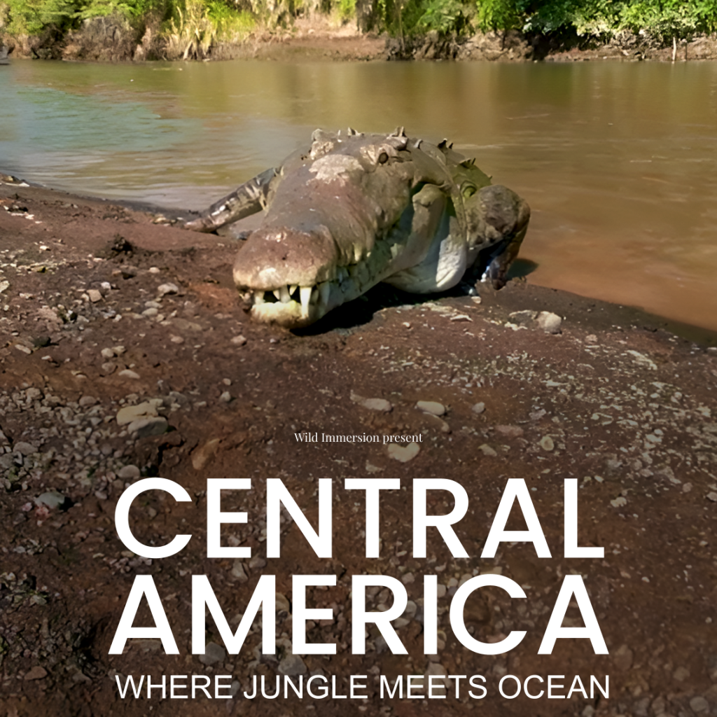 Shows and Resources - Immersive Experiences