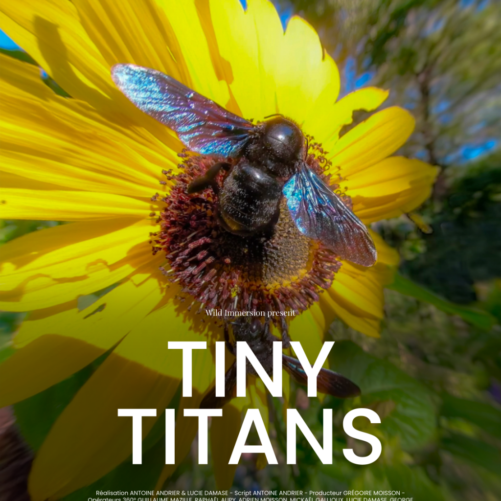 Shows and Resources - Immersive Experiences